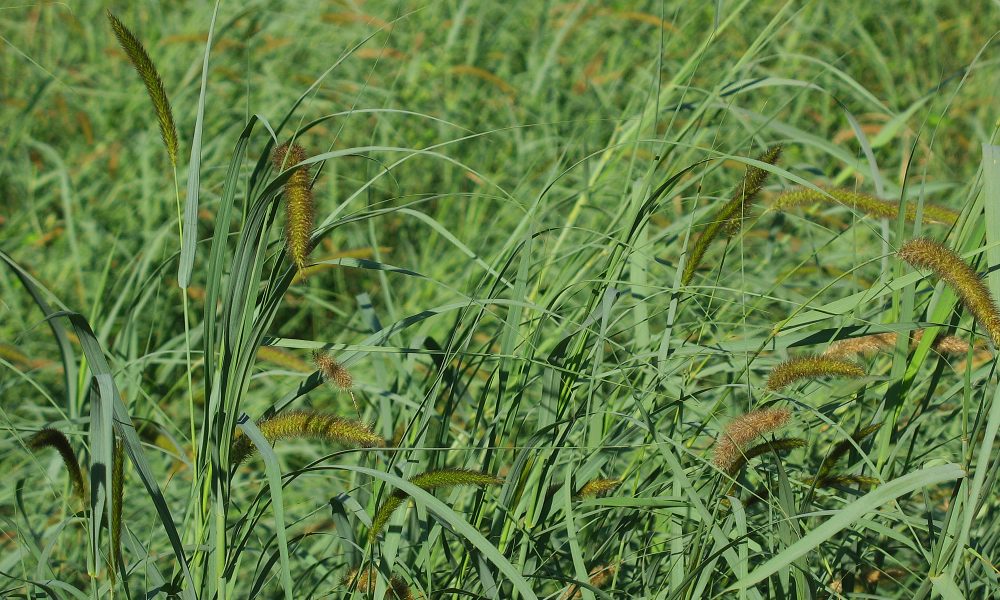 Summer Grasses / Animal Pasture Seeds | BulkSeed.co.za